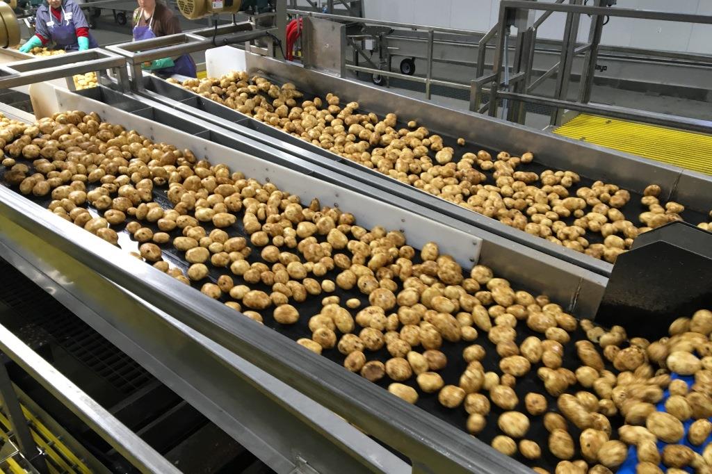 FRESH POTATO GRADING SYSTEMS - Mayo