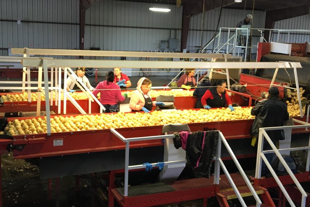 FRESH POTATO GRADING SYSTEMS - Mayo