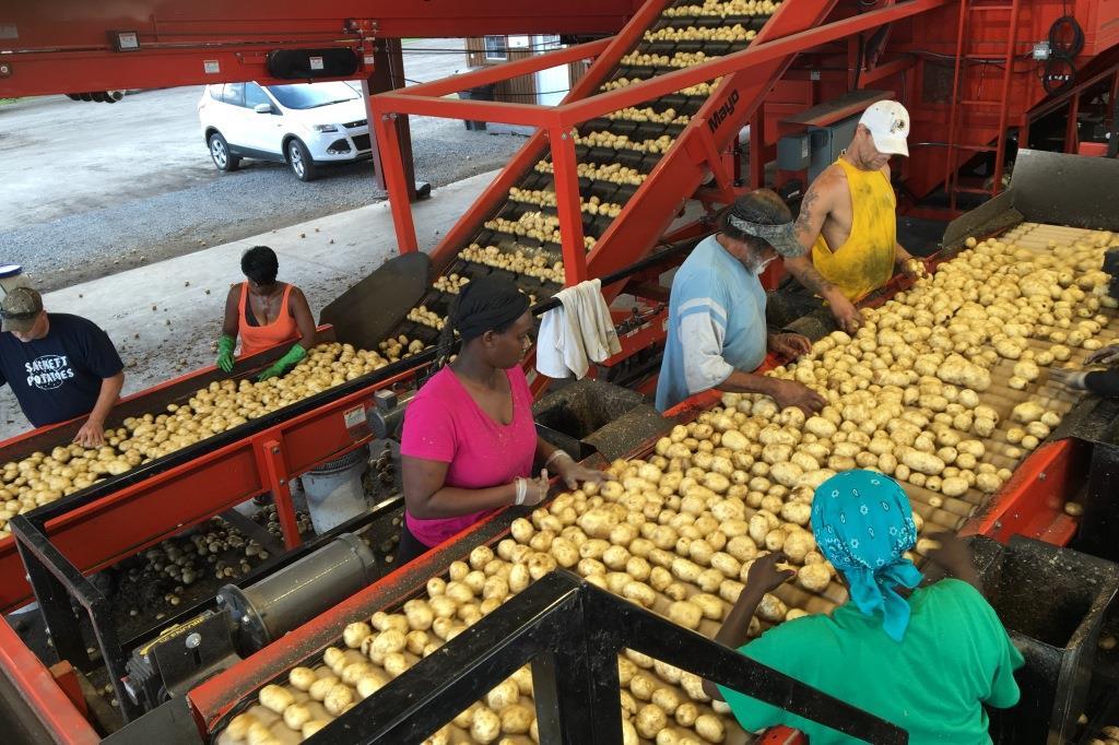 FRESH POTATO GRADING SYSTEMS - Mayo