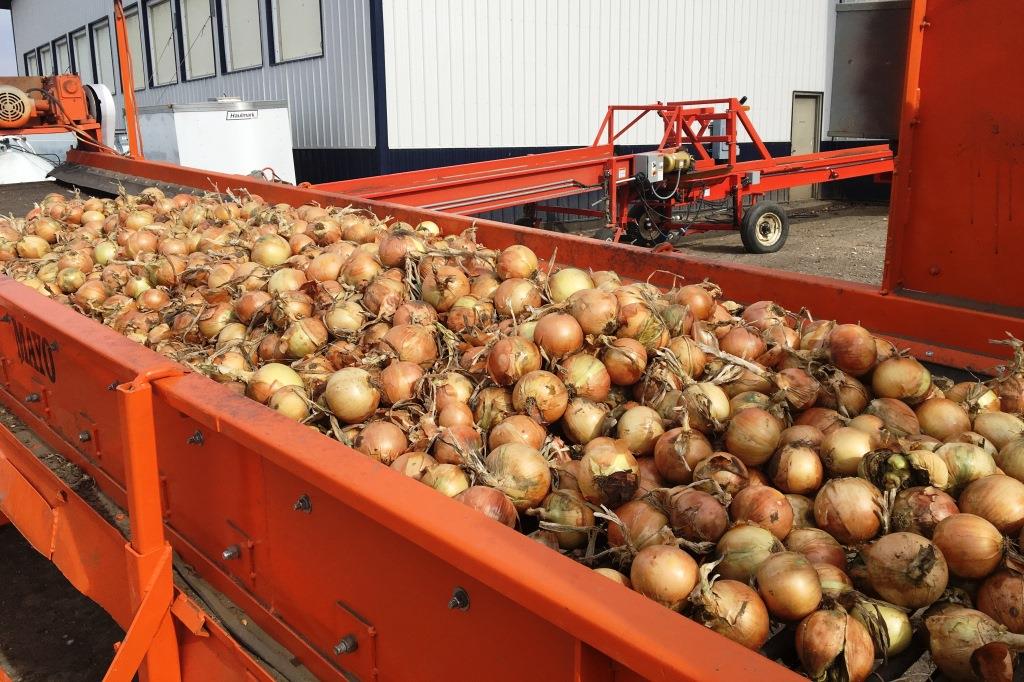 ONION EQUIPMENT - Mayo