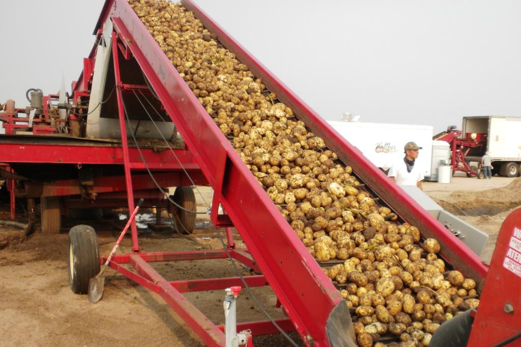 ELEVATING CONVEYOR - Mayo