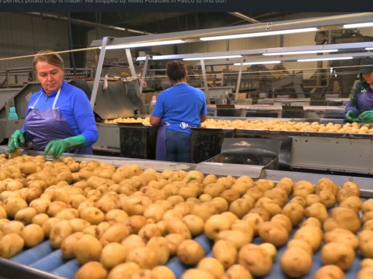 FRESH POTATO GRADING SYSTEMS - Mayo