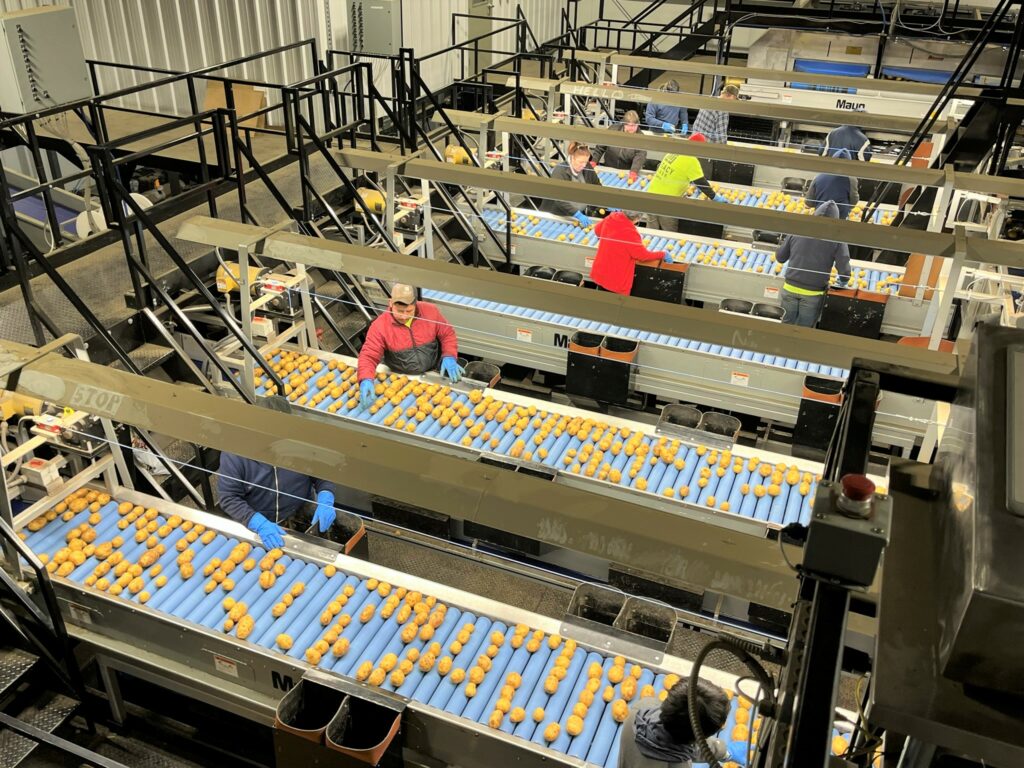 FRESH POTATO GRADING SYSTEMS - Mayo