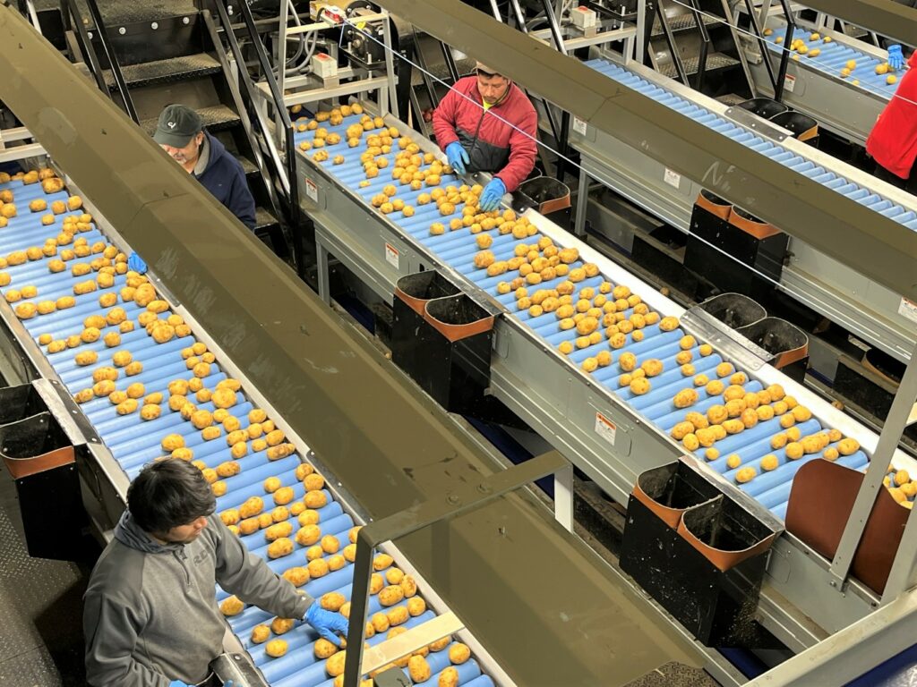 FRESH POTATO GRADING SYSTEMS - Mayo