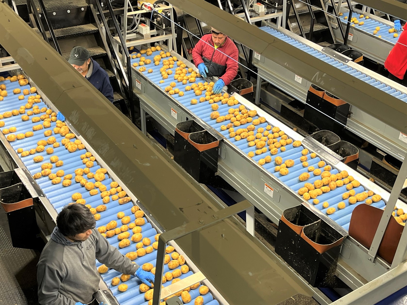 FRESH POTATO GRADING SYSTEMS - Mayo